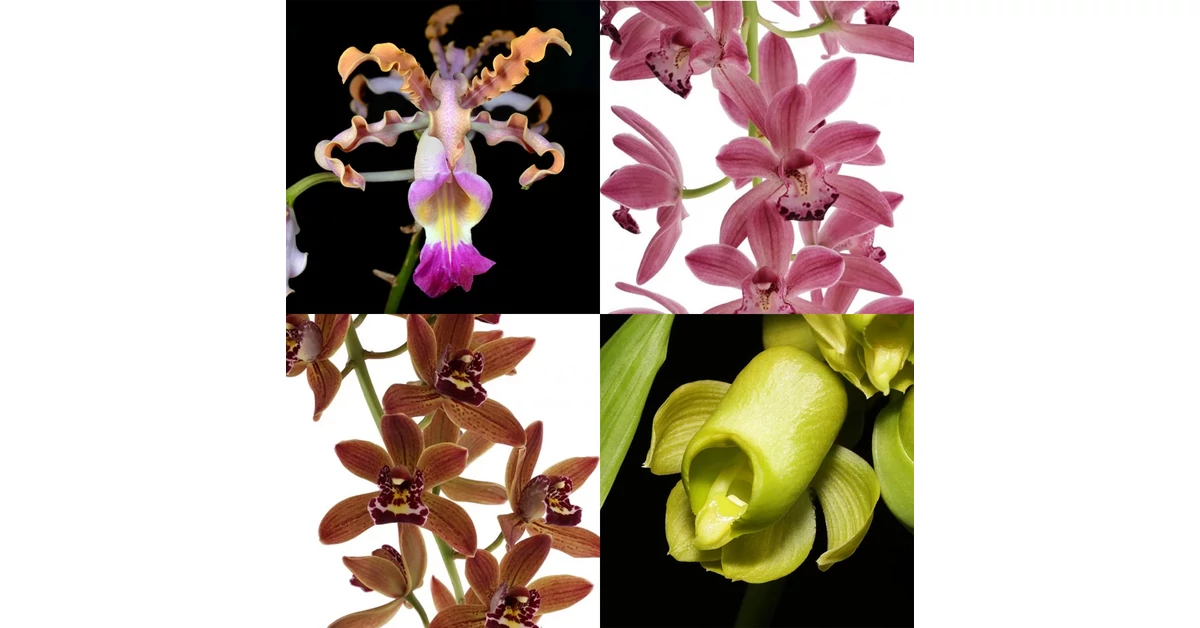 Orchidea - Best Plants and Decor webáruház