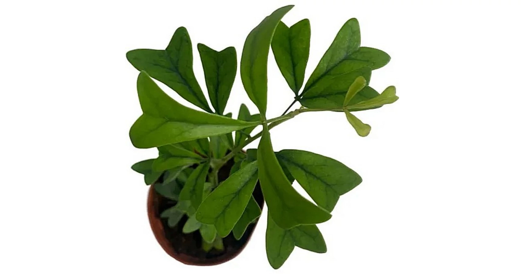 Schefflera triangularis 'Heart Leaf' - Best Plants and Decor webáruház