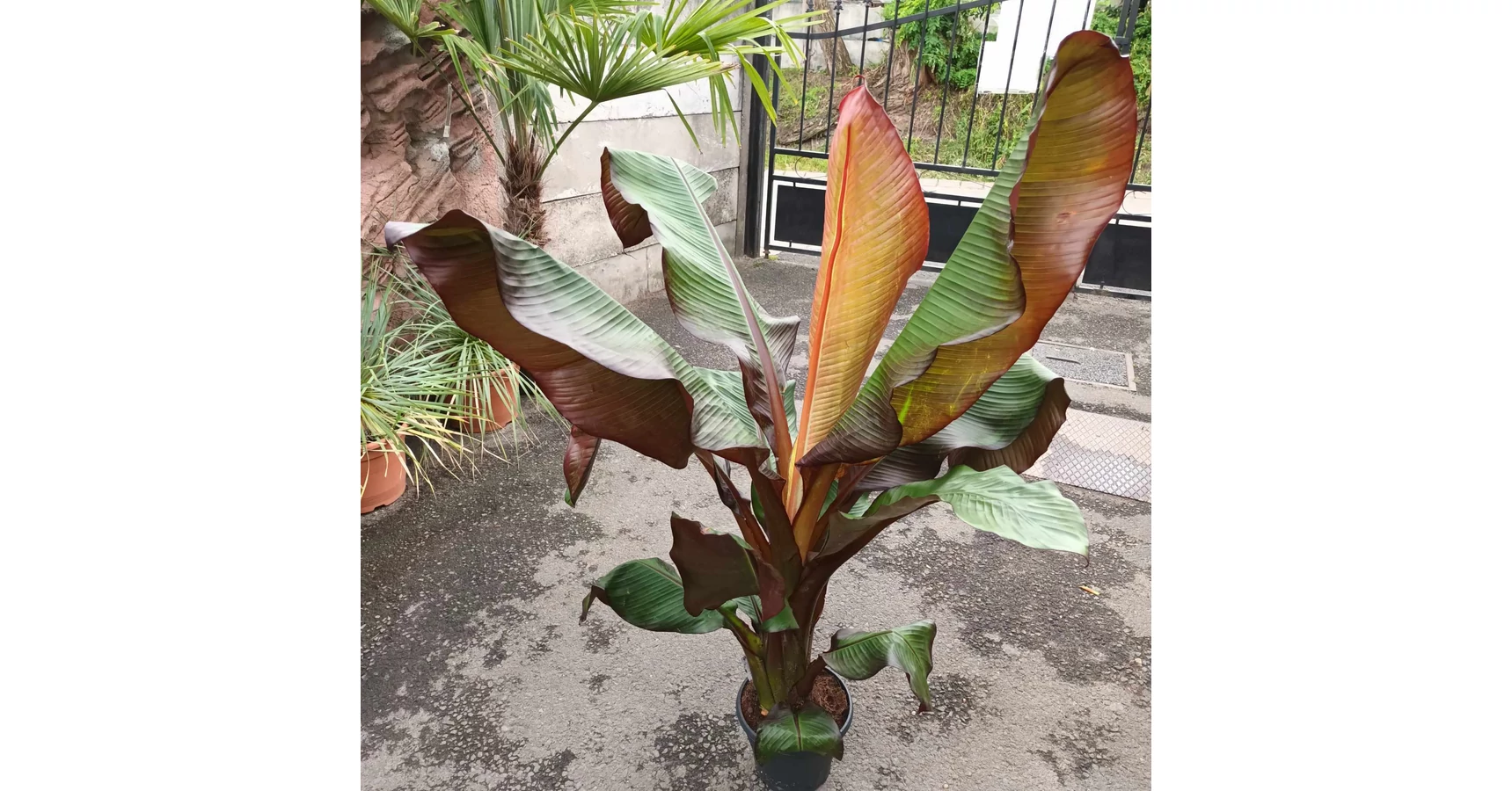 Ensete ventricosum Maurelli - vörös abesszin banán - Best Plants and ...