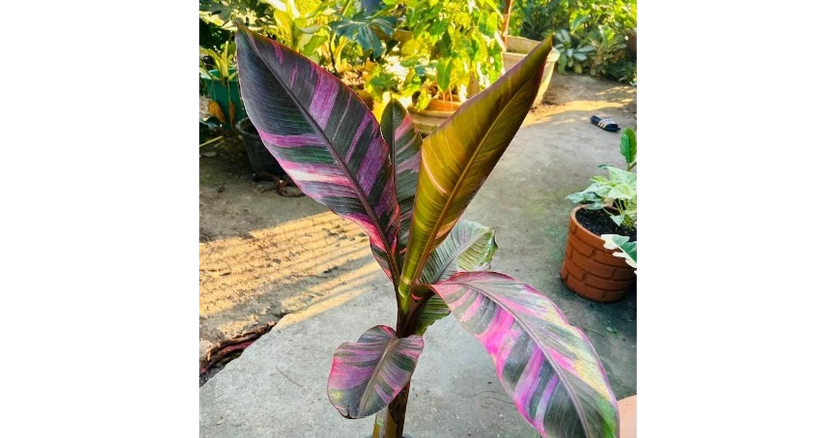 Musa sp. 'Nono' - pink variegata - Best Plants and Decor webáruház