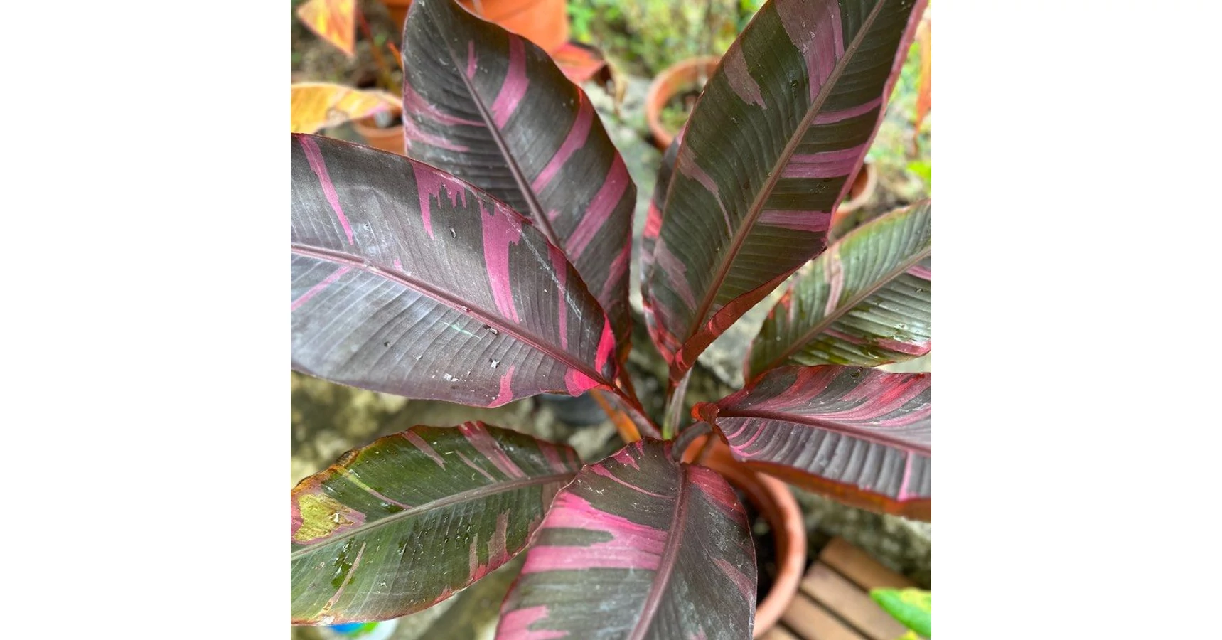 Musa sp. 'Nono' - pink variegata, esztétikai hibás, értékcsökkentett ...