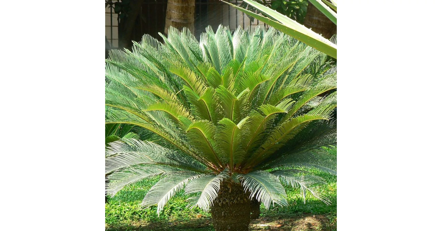 Cycas revoluta - Best Plants and Decor webáruház