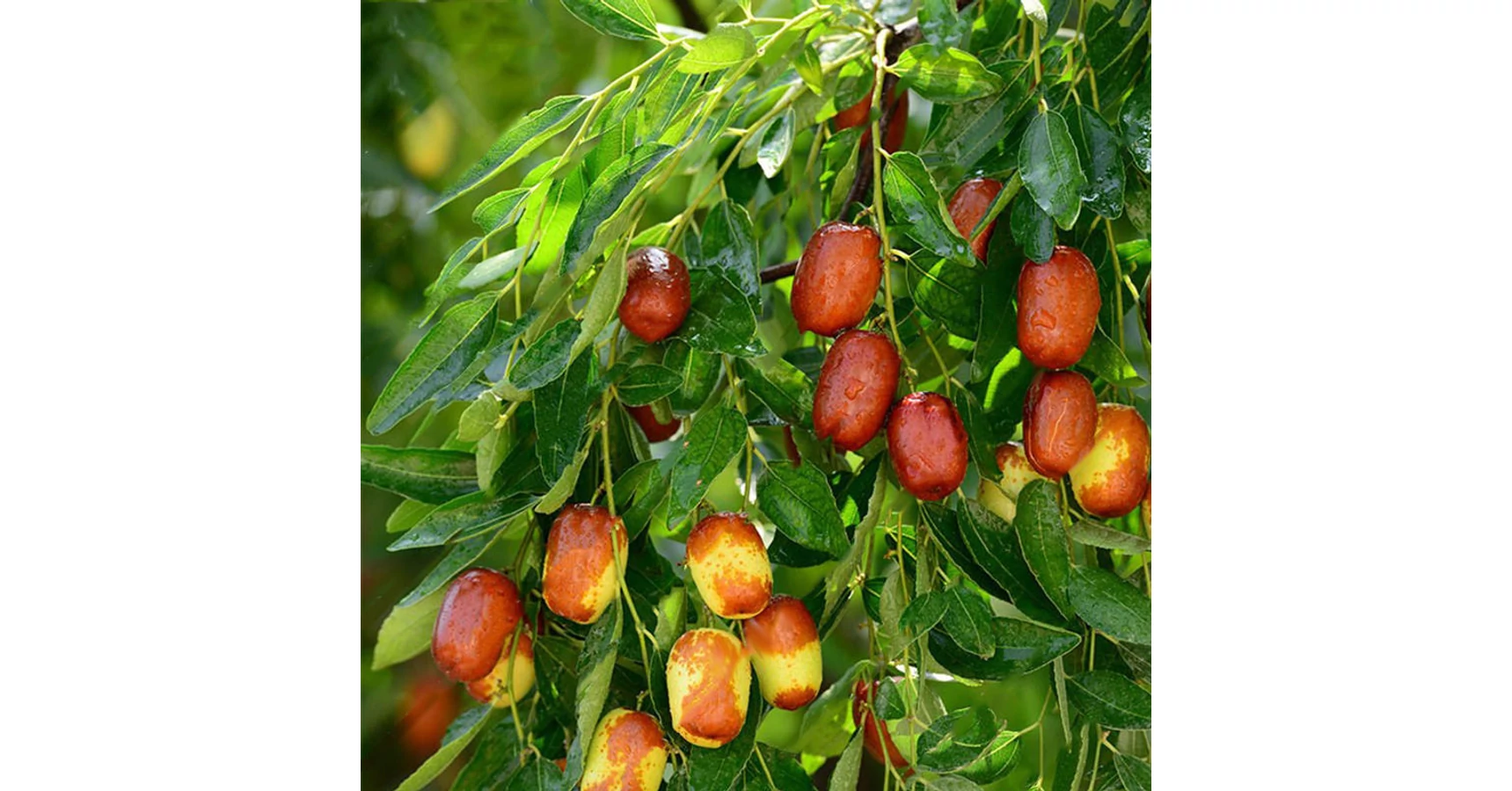Ziziphus Jujuba / Kínai datolya - Best Plants and Decor webáruház