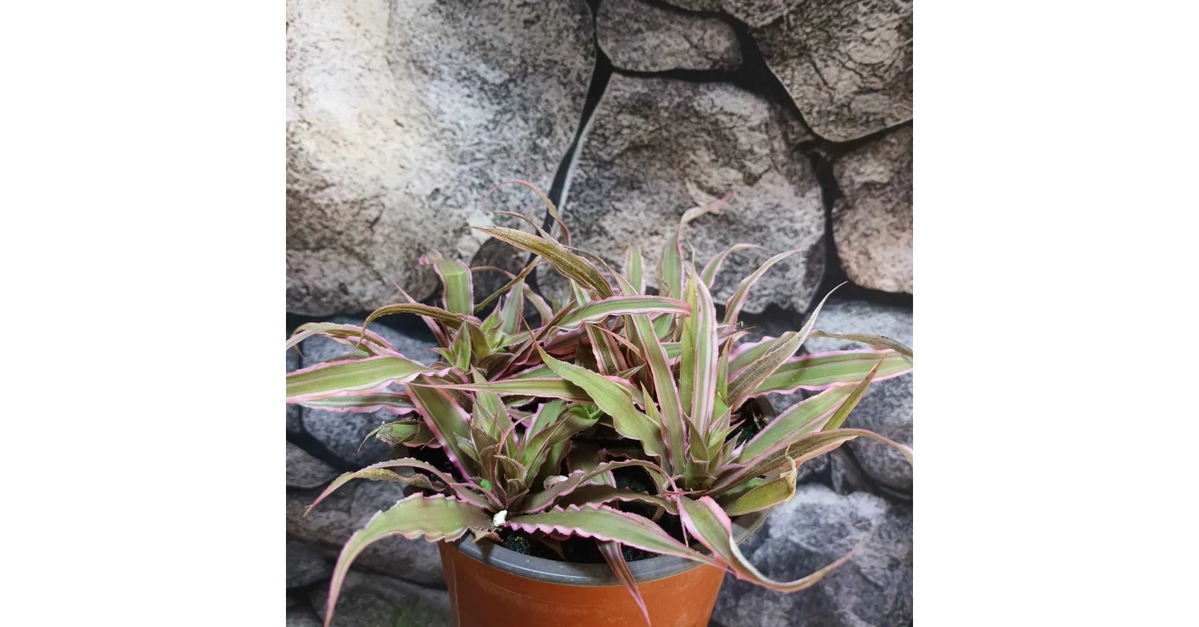 Cryptanthus bivittatus Pink Starlight - Best Plants and Decor webáruház