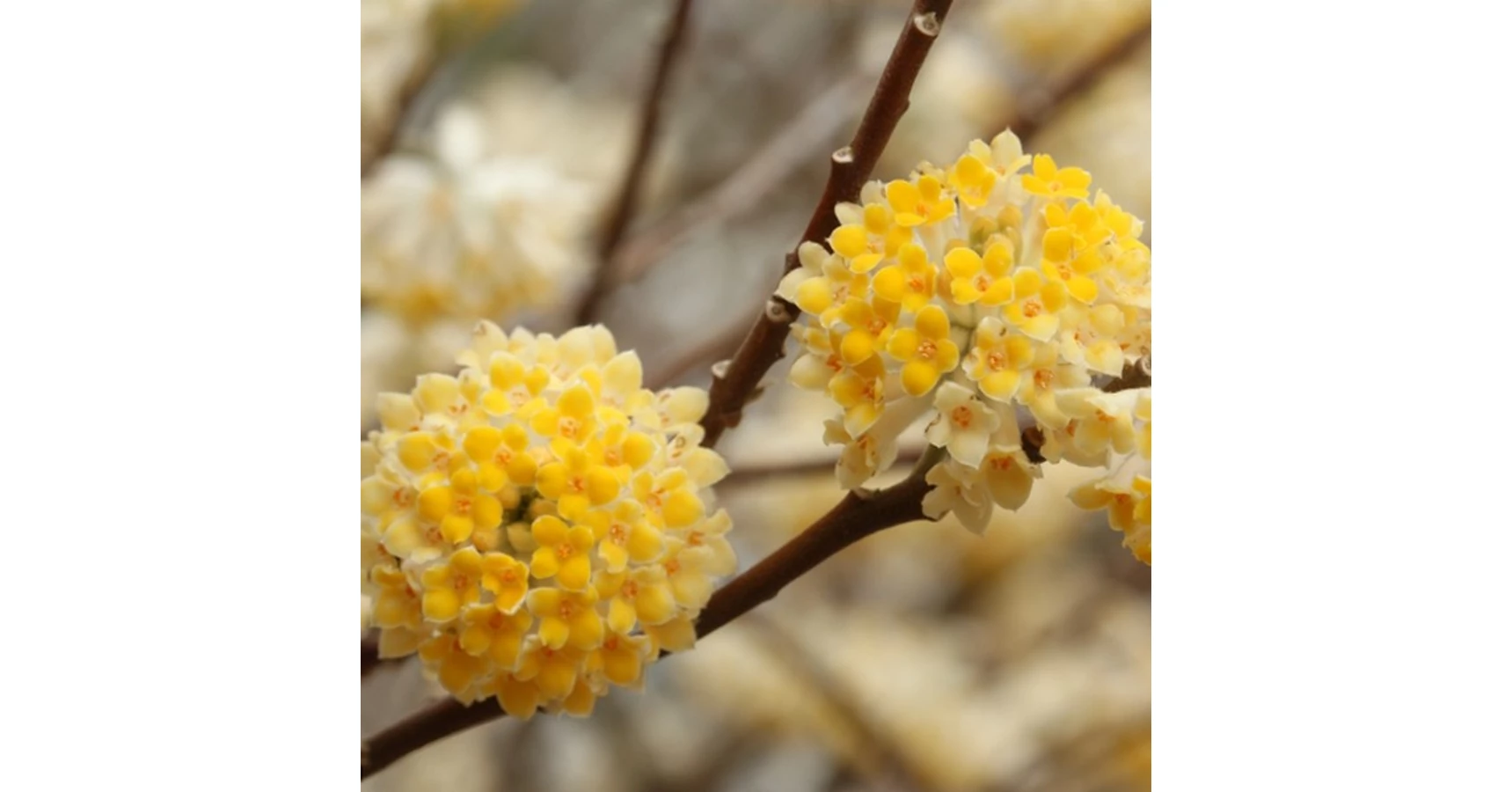 Edgeworthia chrysantha - illatos virágú japán papírcserje - Best Plants ...