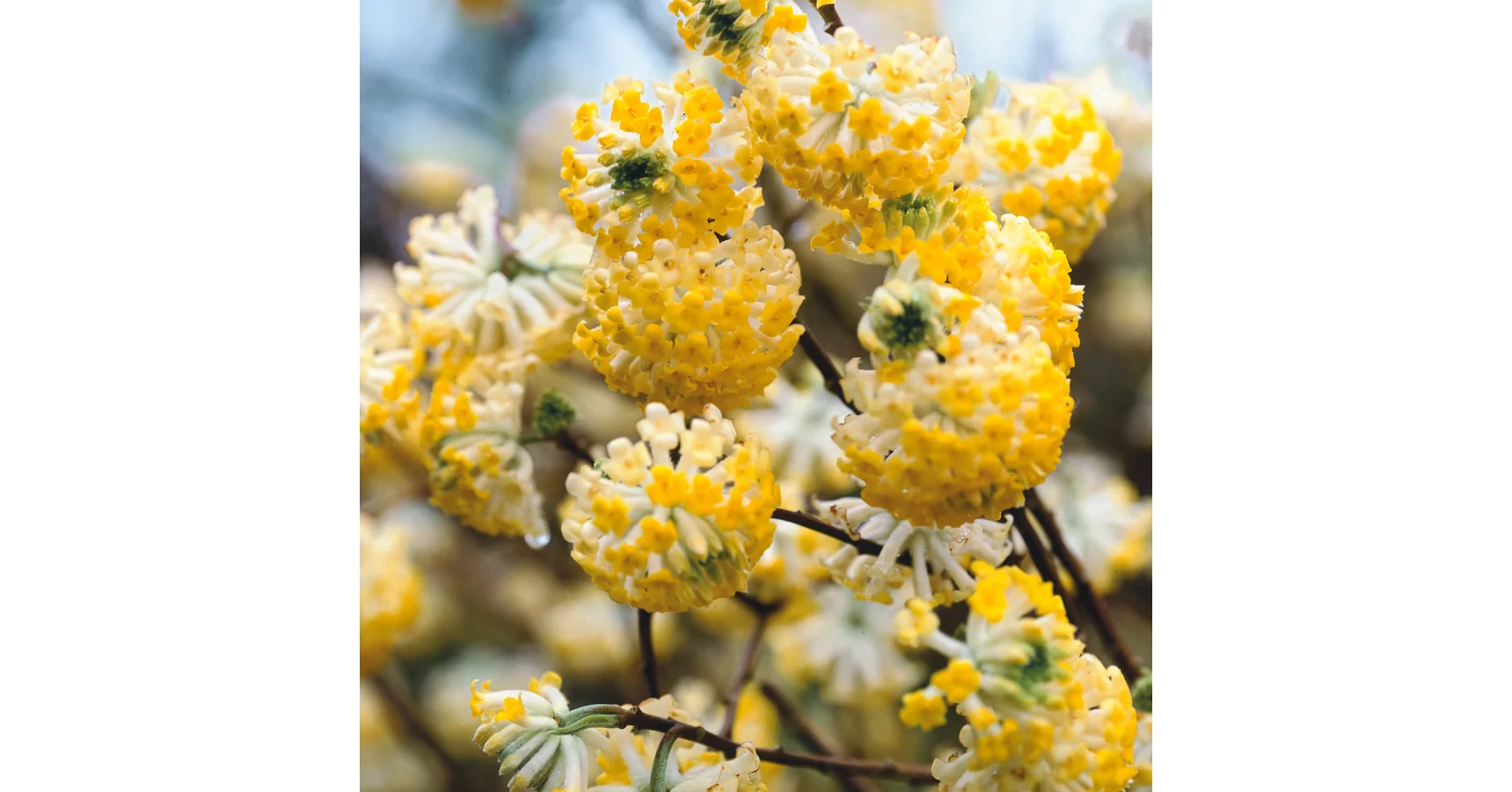 Edgeworthia chrysantha - illatos virágú japán papírcserje - Best Plants ...