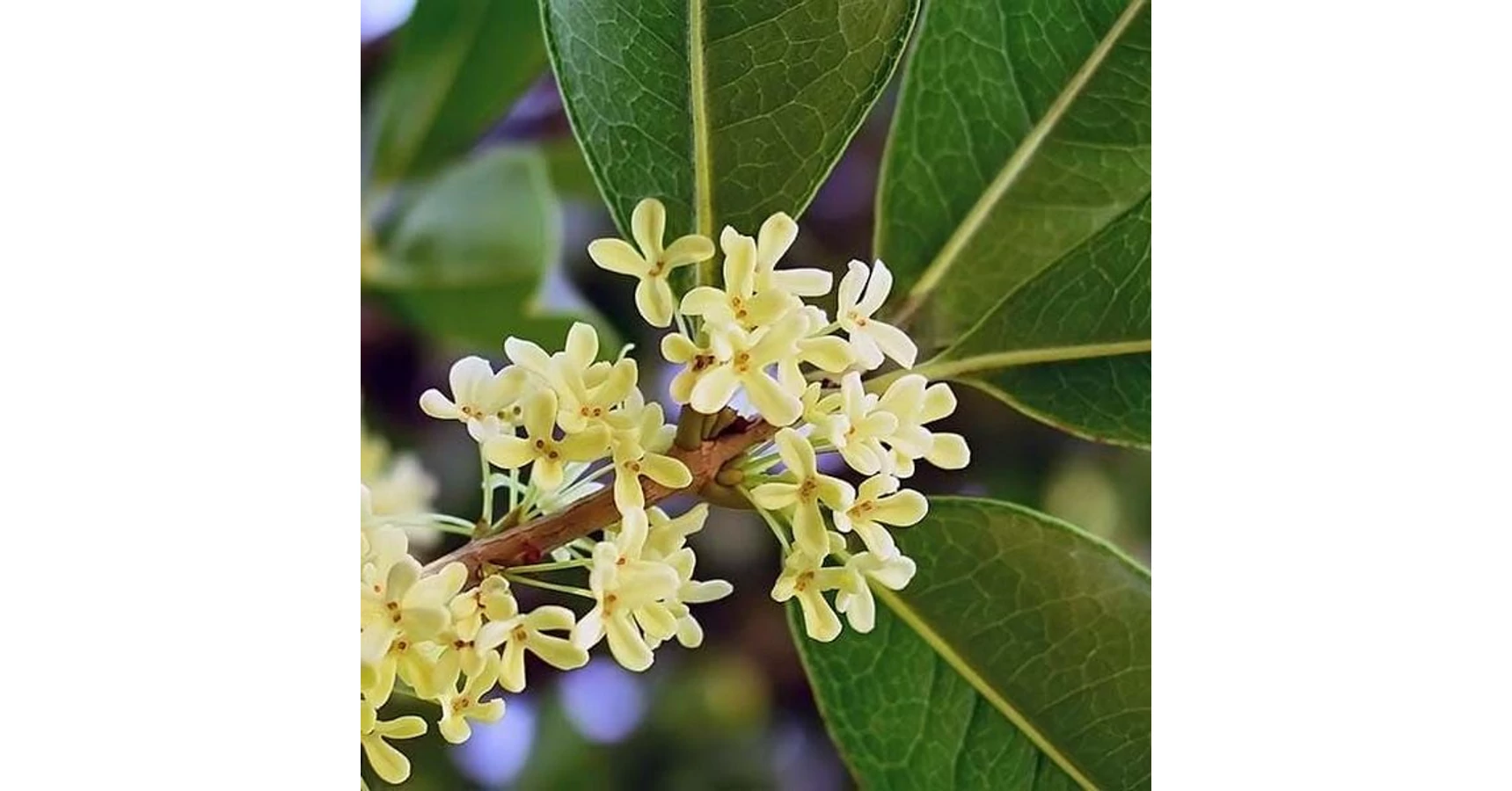 Osmanthus krémfehér virágú illatcserje - Best Plants and Decor webáruház