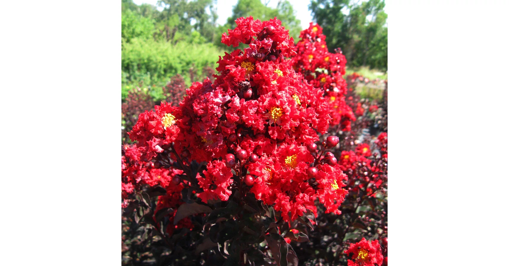 Lagerstroemia 'Red Hot' - Best Plants and Decor webáruház