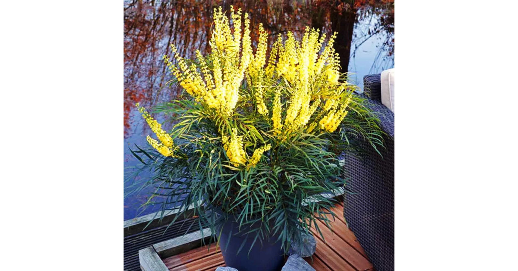 Mahonia eurybracteata 'Soft Caress'® - Best Plants and Decor webáruház