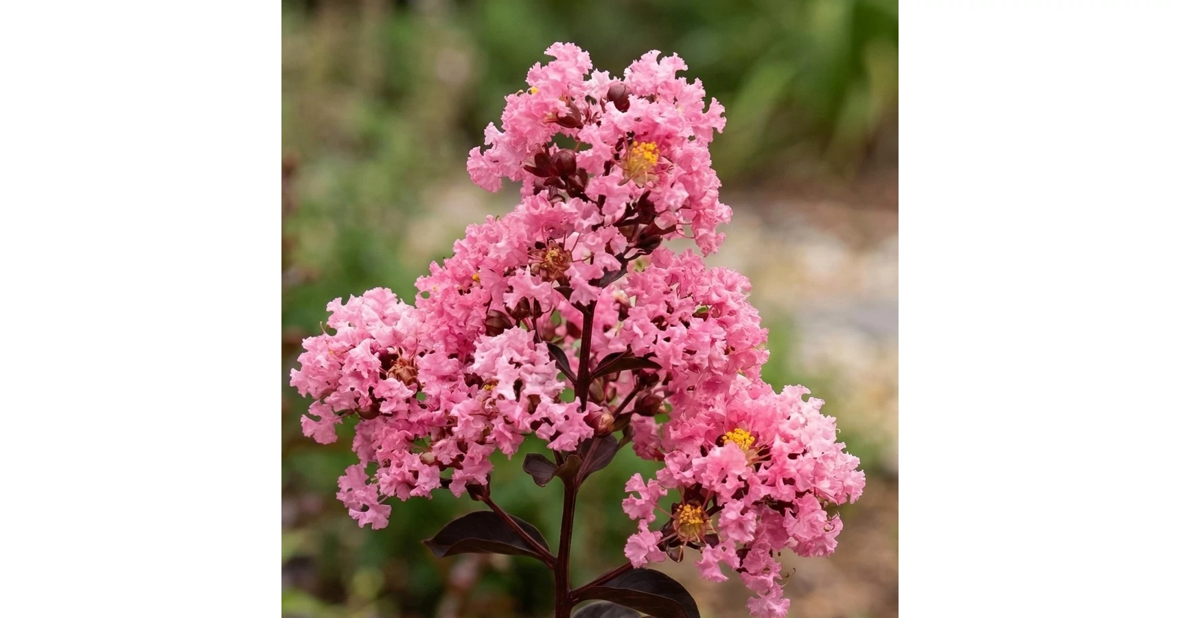 Lagerstroemia 'Black Diamond Shell Pink' - Best Plants and Decor webáruház