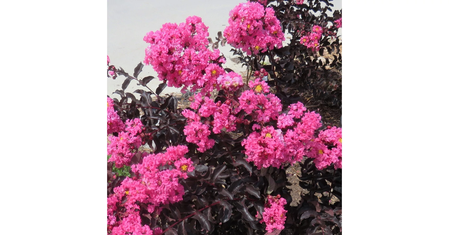 Lagerstroemia 'Black Diamond Shell Pink' - Best Plants and Decor webáruház