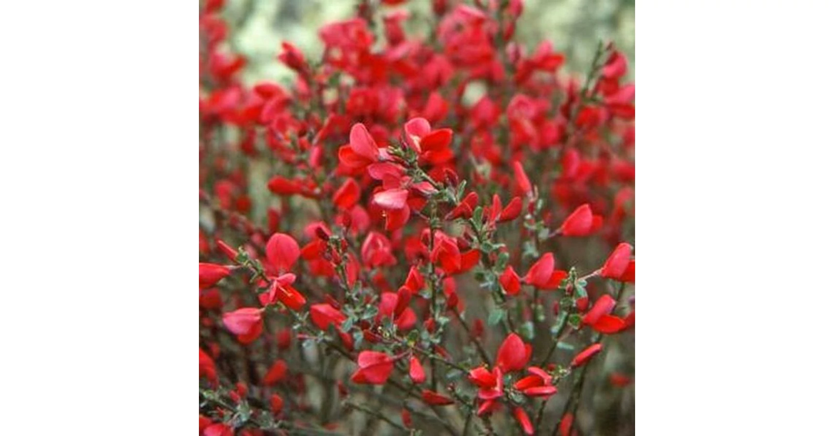 Cytisus 'Red Lena' - Best Plants and Decor webáruház