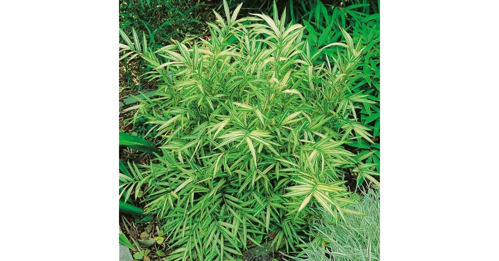 Pleioblastus chino Tsuboi - törpe bambusz - Best Plants and Decor webáruház