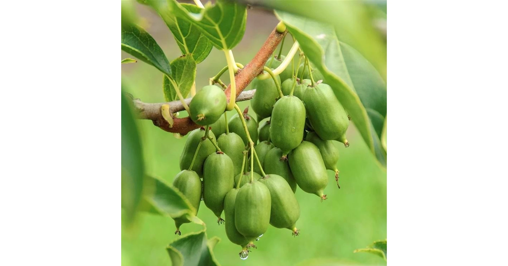 Actinidia arguta 'Issai' - öntermékeny Kivi - Best Plants and Decor ...