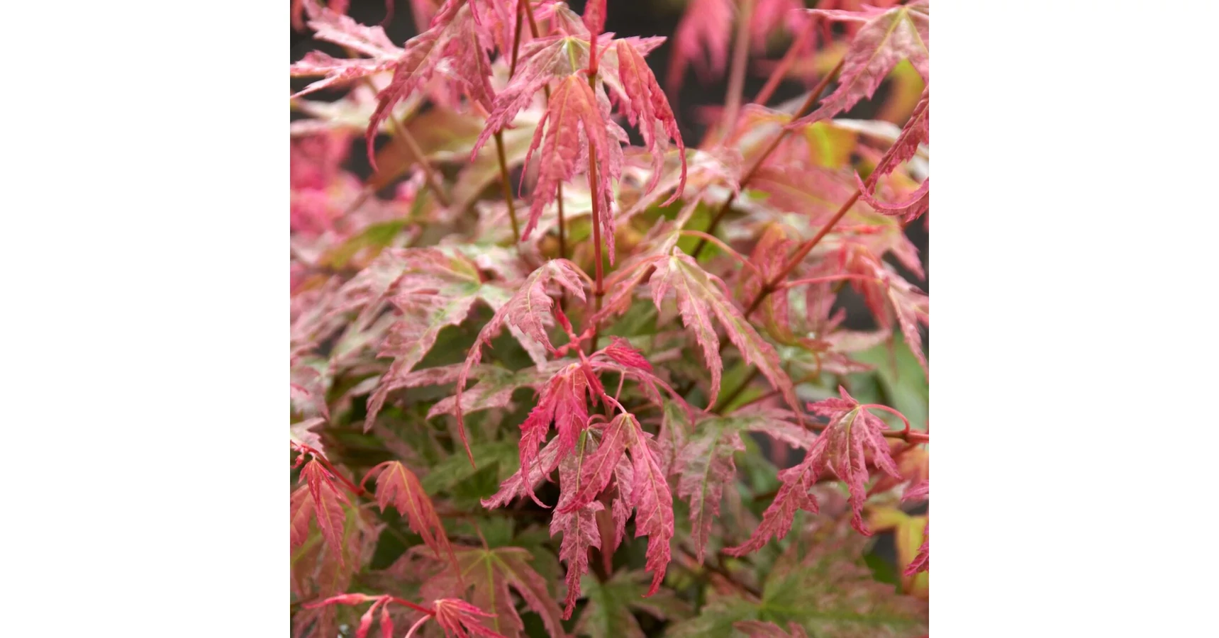 Acer palmatum 'Phoenix' - Best Plants and Decor webáruház