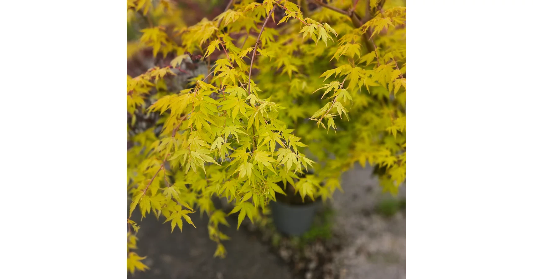 Acer palmatum 'Cascade Gold' - Best Plants and Decor webáruház