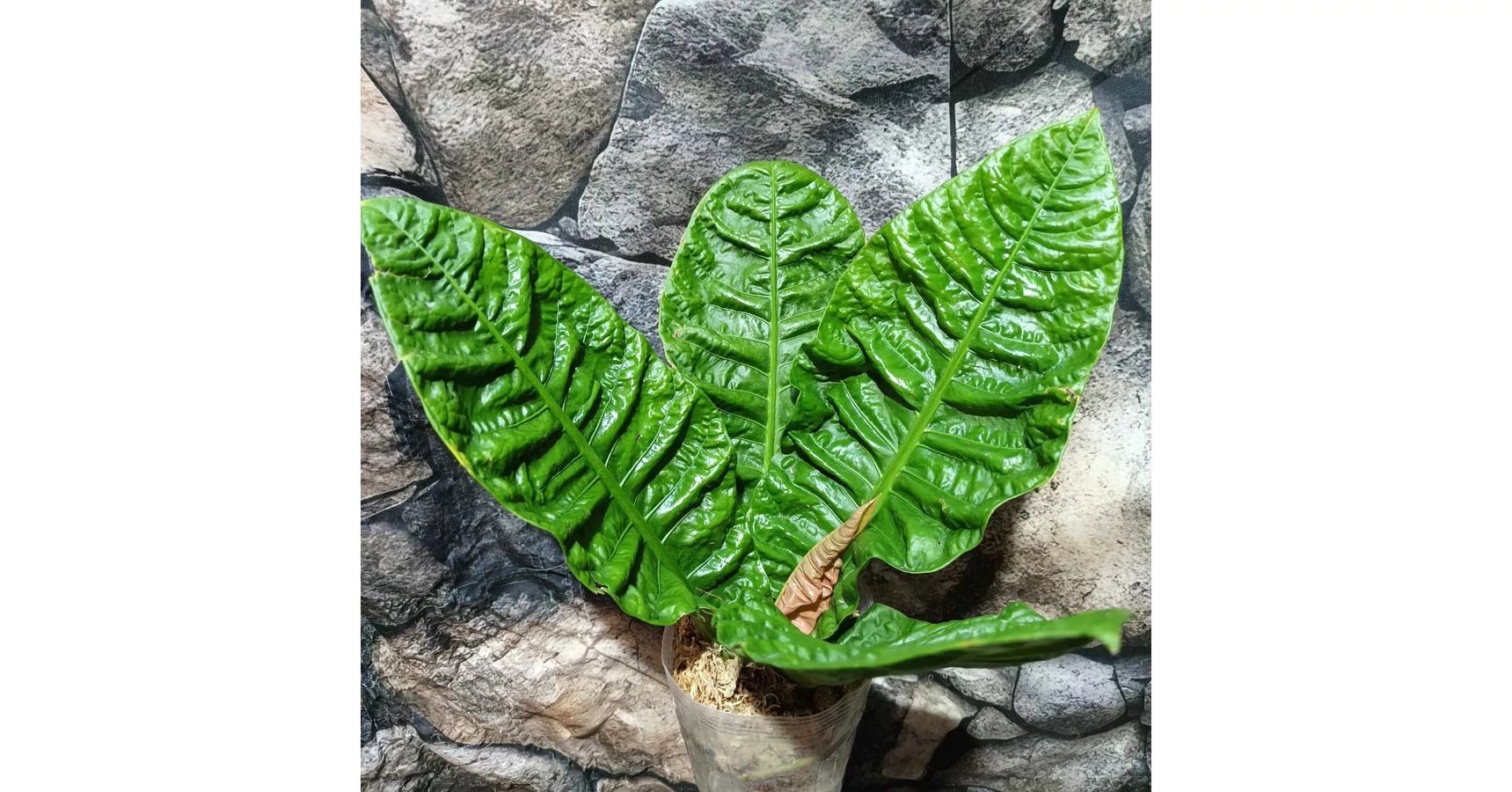 Anthurium reflexinervium - Best Plants and Decor webáruház