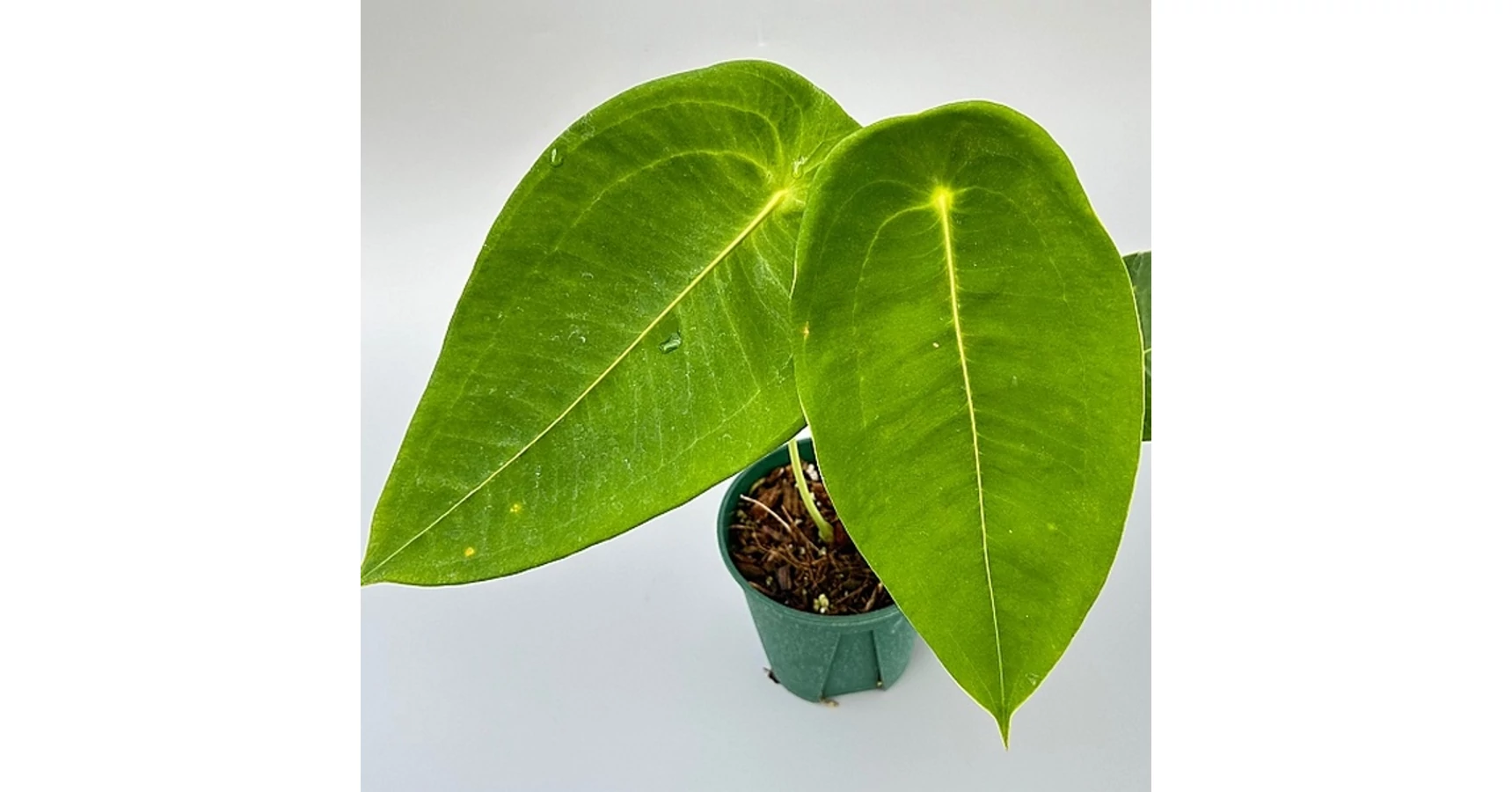 Anthurium peltigerum csemete - Best Plants and Decor webáruház