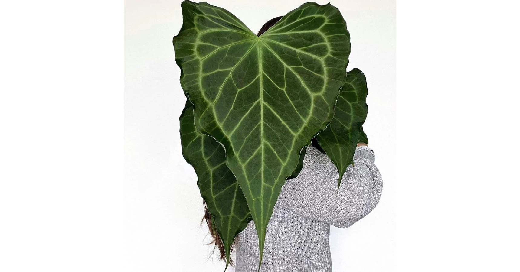 Anthurium 'Delta Force' - Best Plants and Decor webáruház