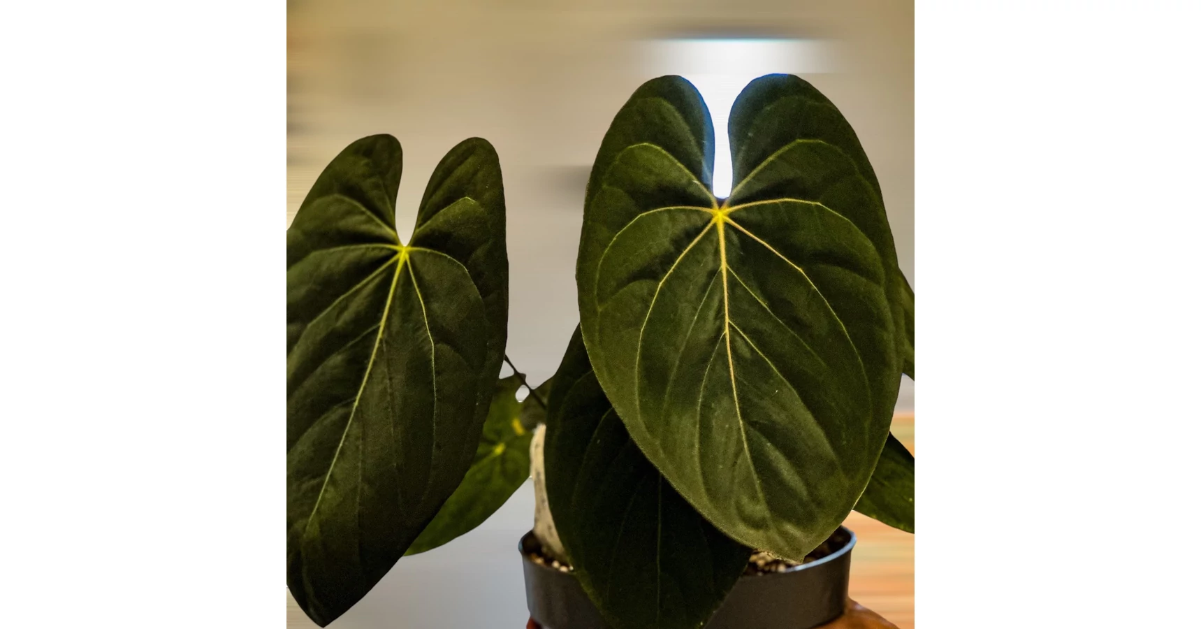 Anthurium 'Goliath' - Best Plants and Decor webáruház