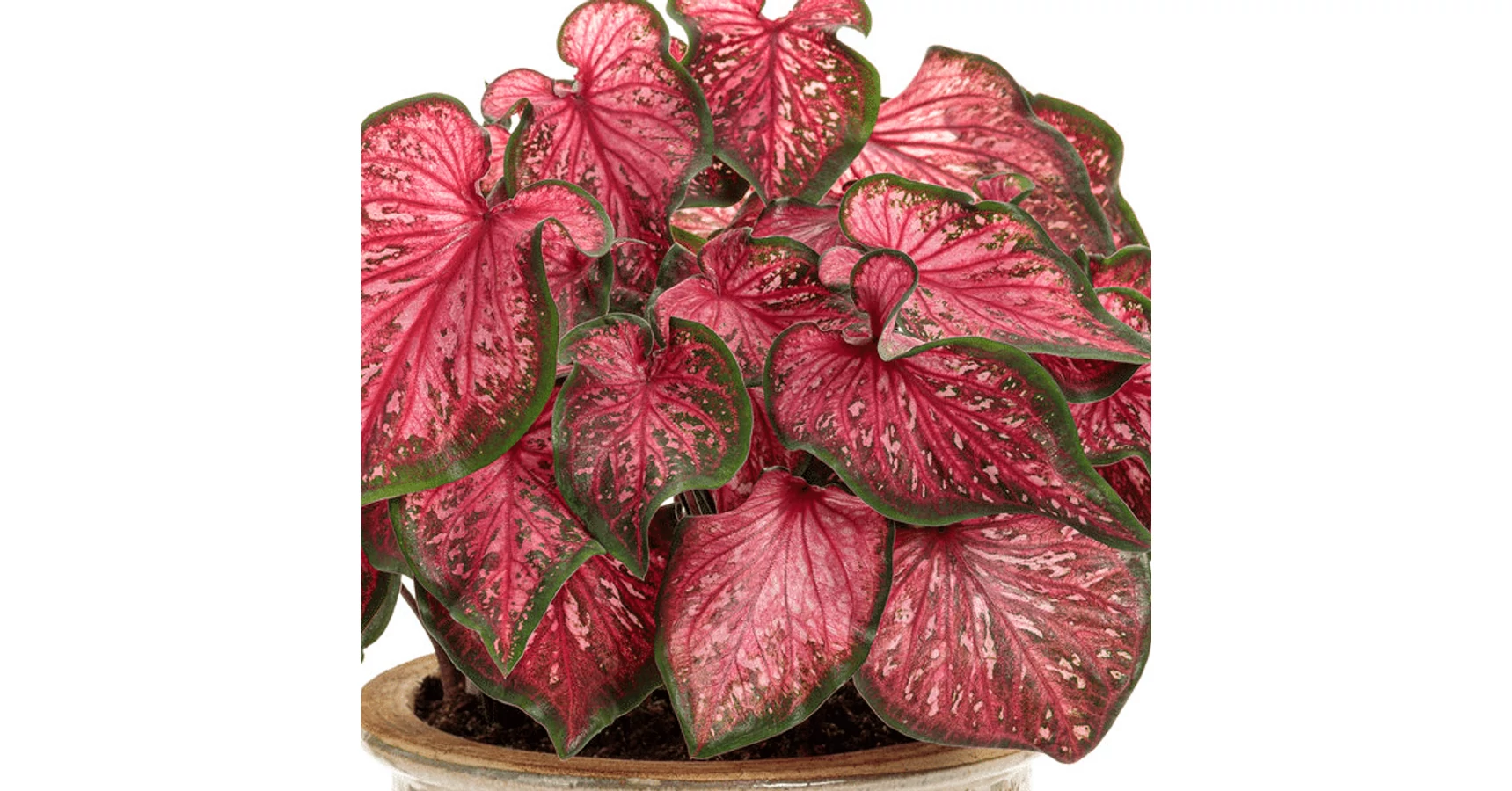 Caladium 'Scarlet Flame' - Best Plants and Decor webáruház