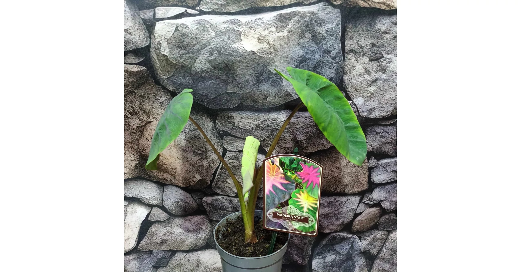Colocasia Madeira Star - Best Plants and Decor webáruház