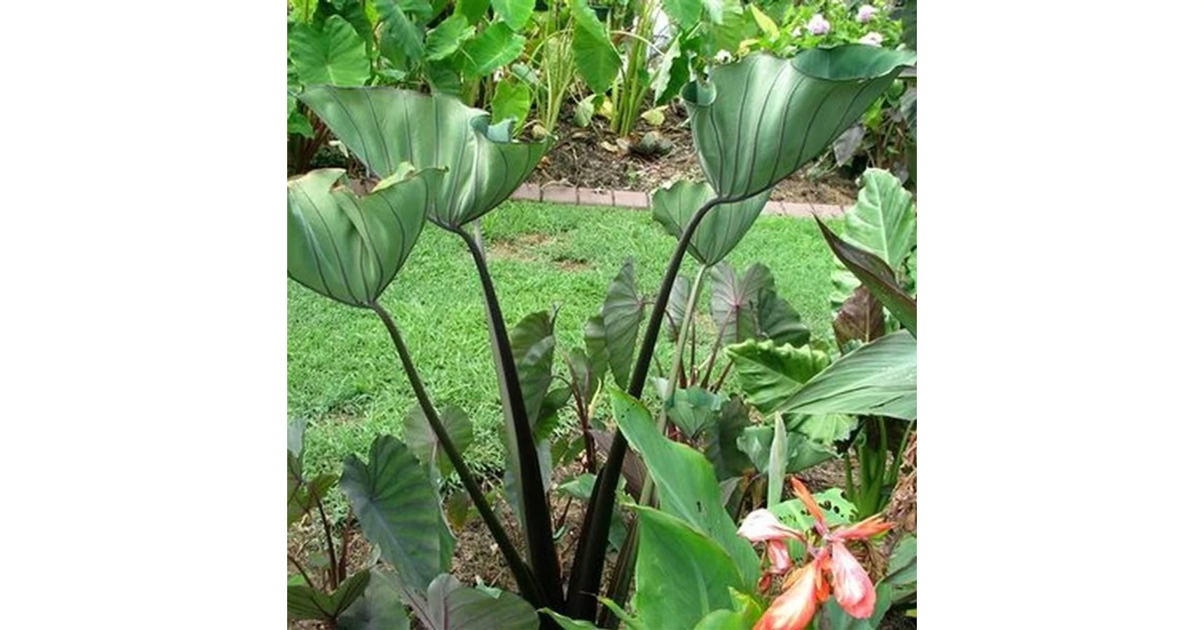 Colocasia esculenta 'Bikini Tini' gumó - Best Plants and Decor webáruház