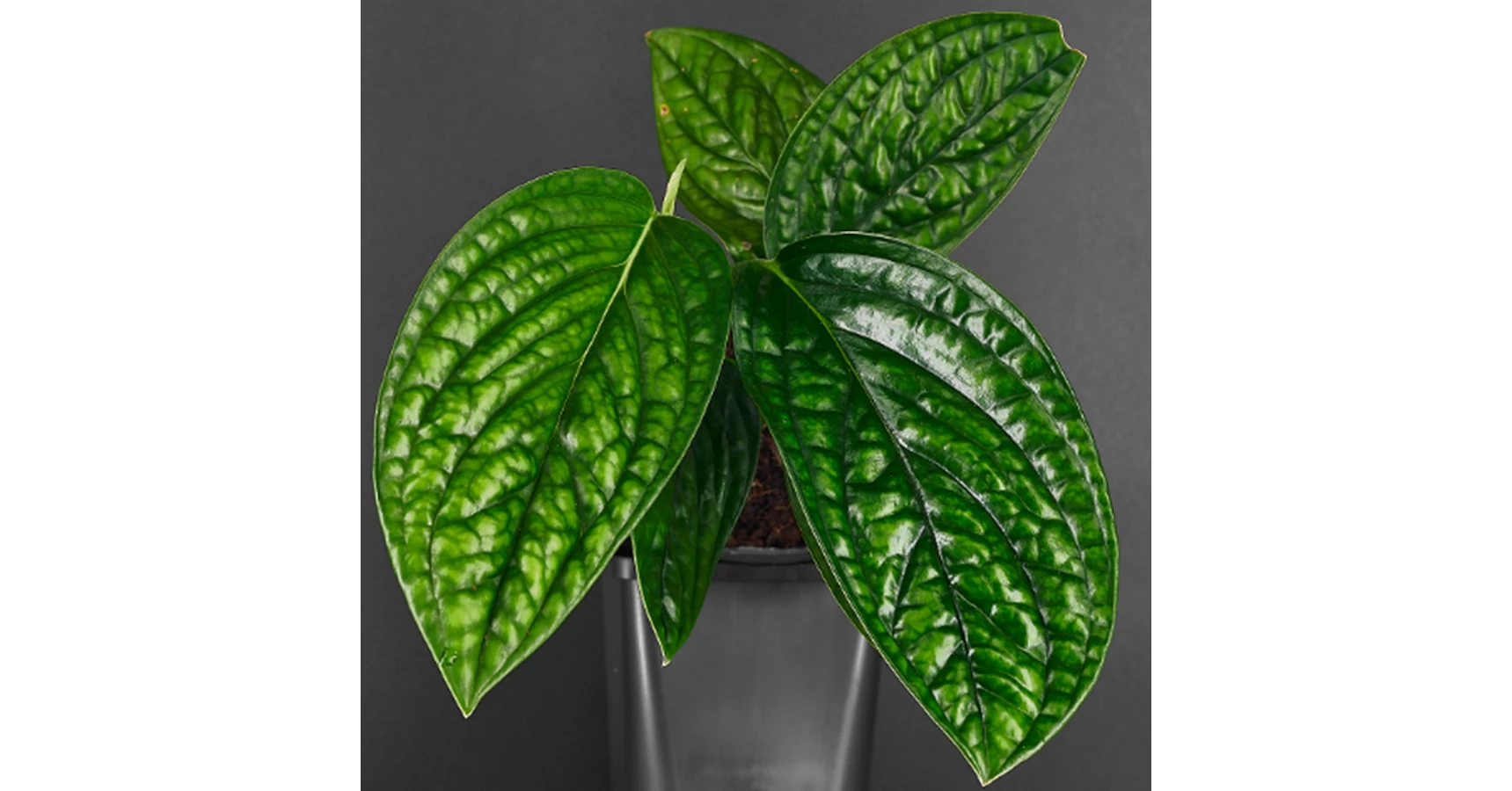 Monstera sp. Peru karstenianum - Best Plants and Decor webáruház