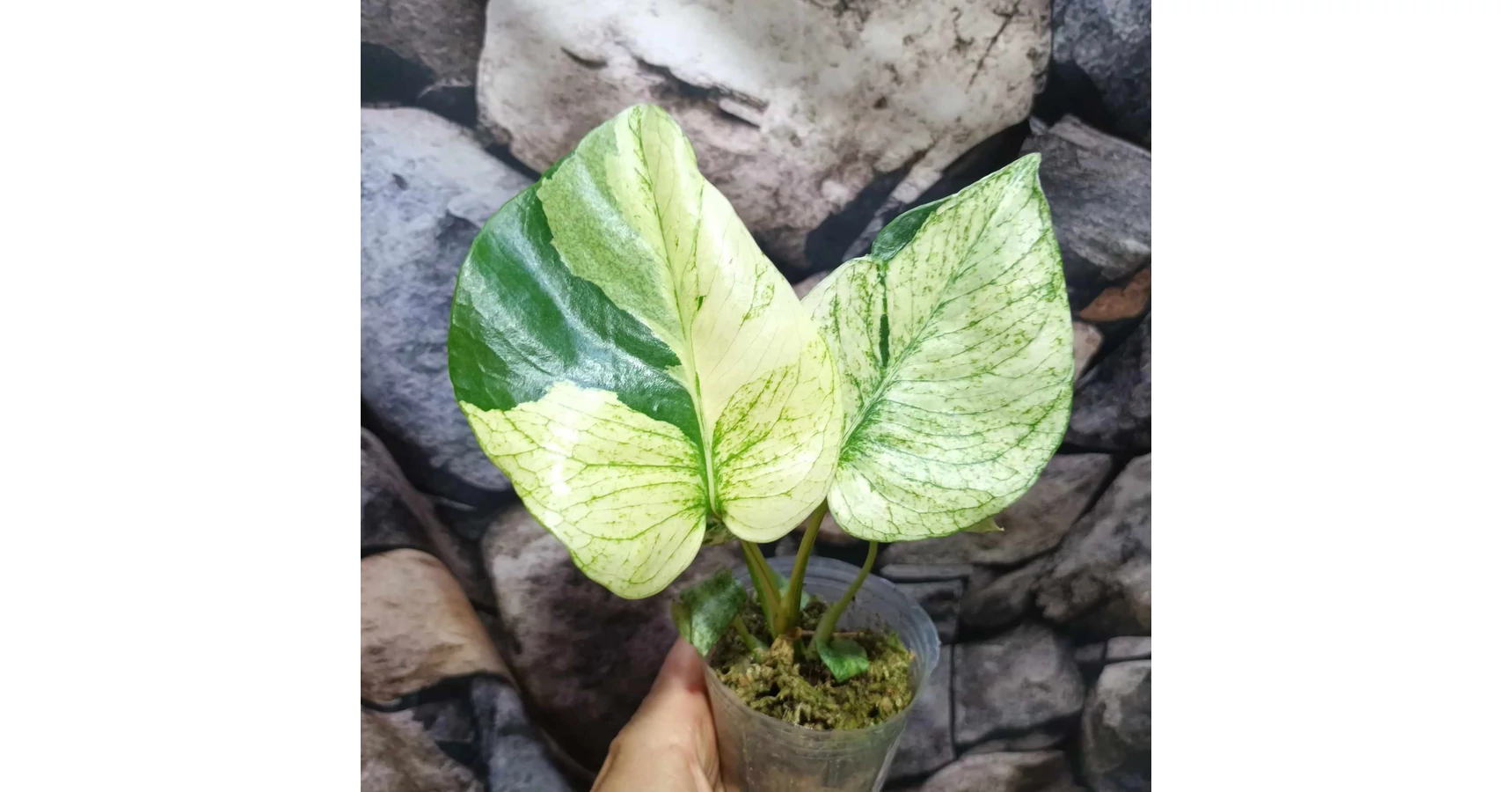 Monstera deliciosa 'White Monster' - Best Plants and Decor webáruház