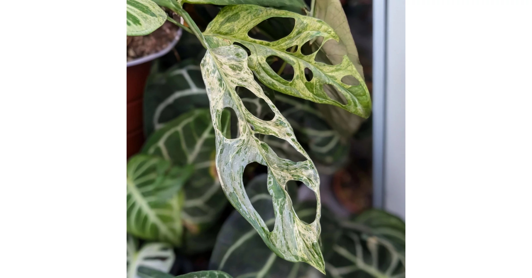Monstera adansonii 'Indonesian Marble' - Best Plants and Decor webáruház