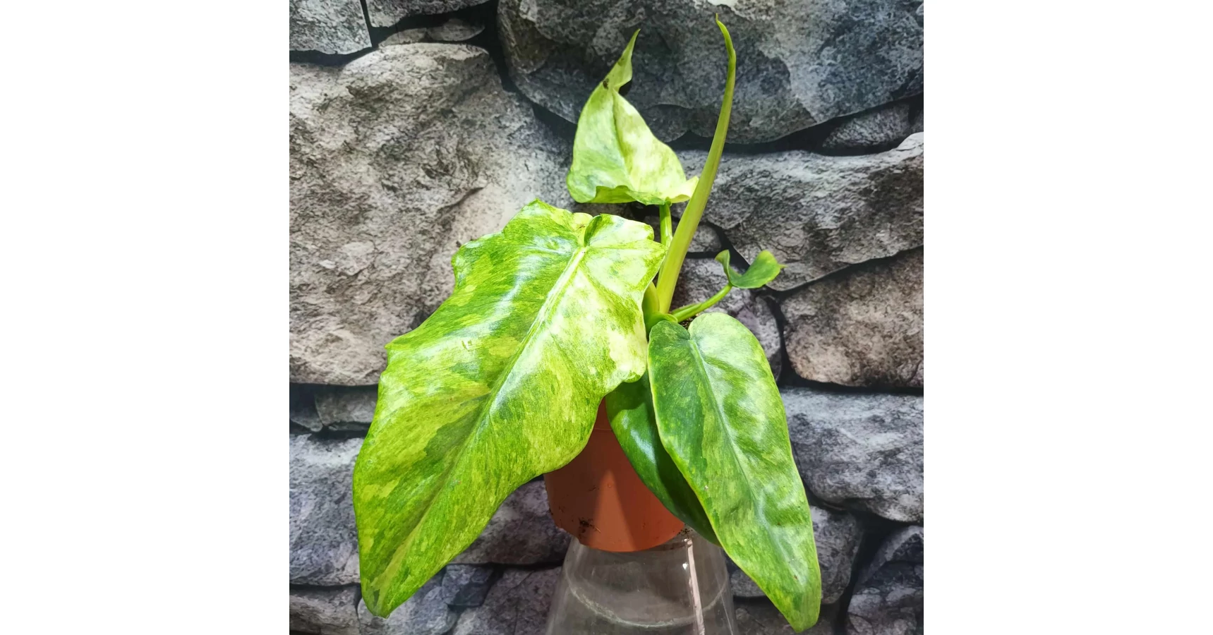 Philodendron Bob Cee variegata - Best Plants and Decor webáruház