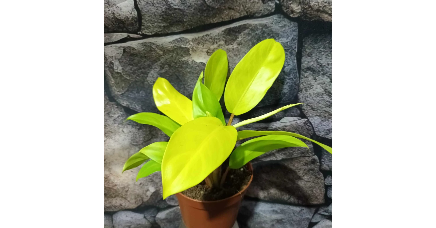 Philodendron 'Malay Gold' - Best Plants and Decor webáruház