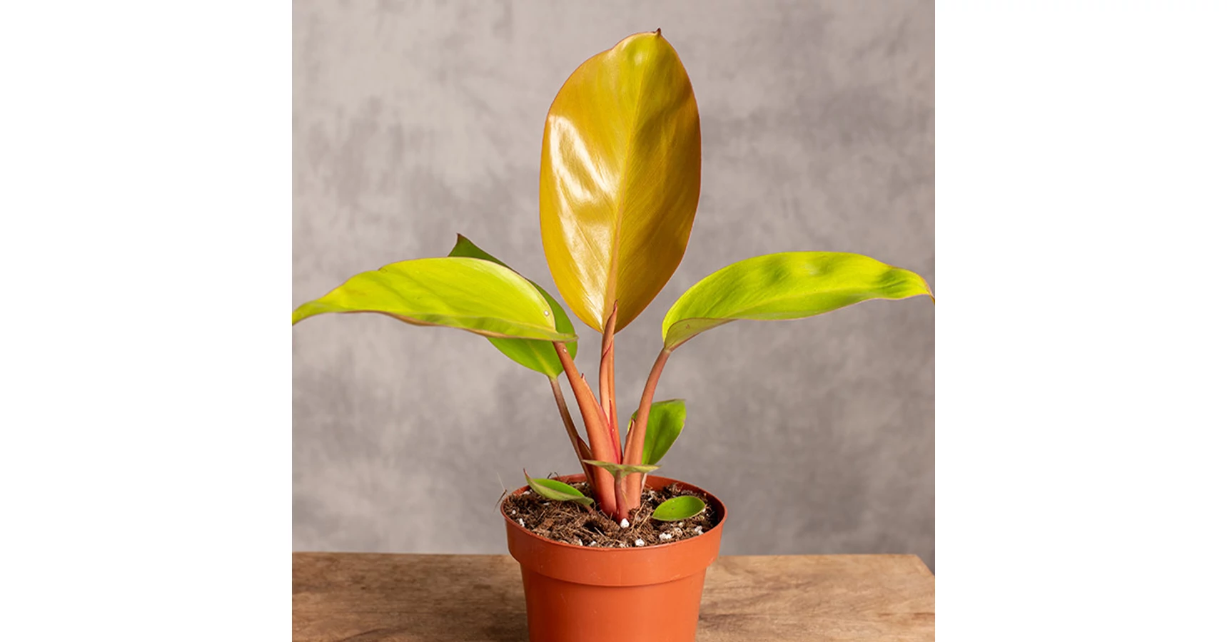 Philodendron 'Mars' - Best Plants and Decor webáruház