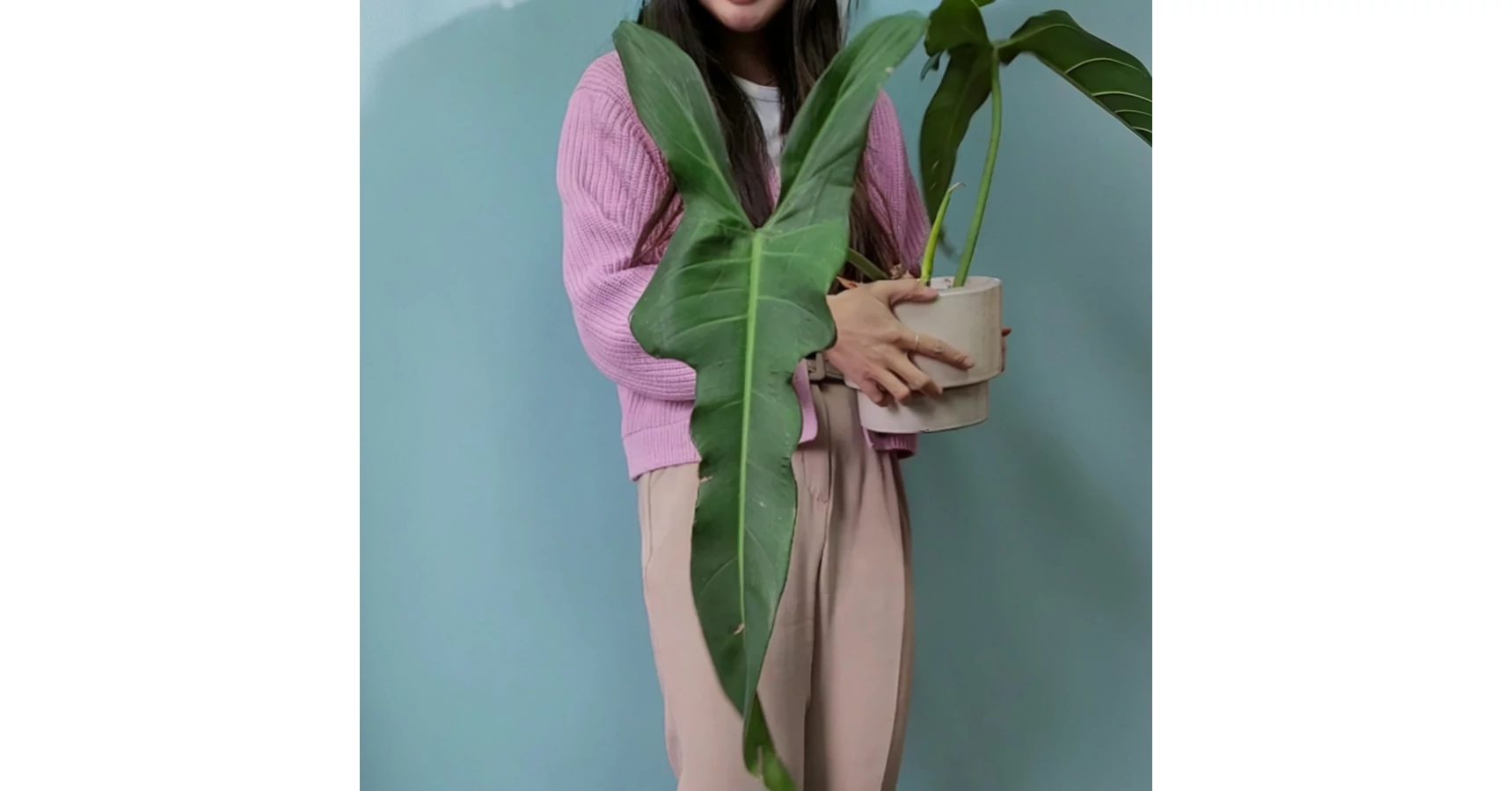 Philodendron 'Jerry Horne' levél nélküli vágott dugvány - Best Plants ...