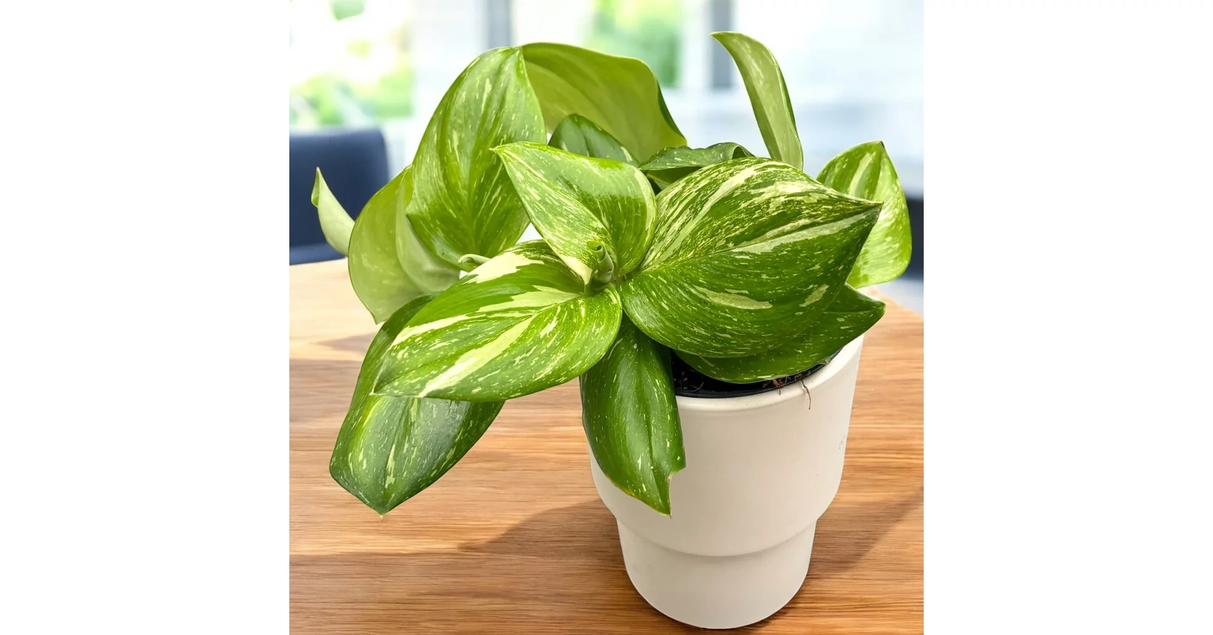Scindapsus 'Rubicon' - Best Plants and Decor webáruház