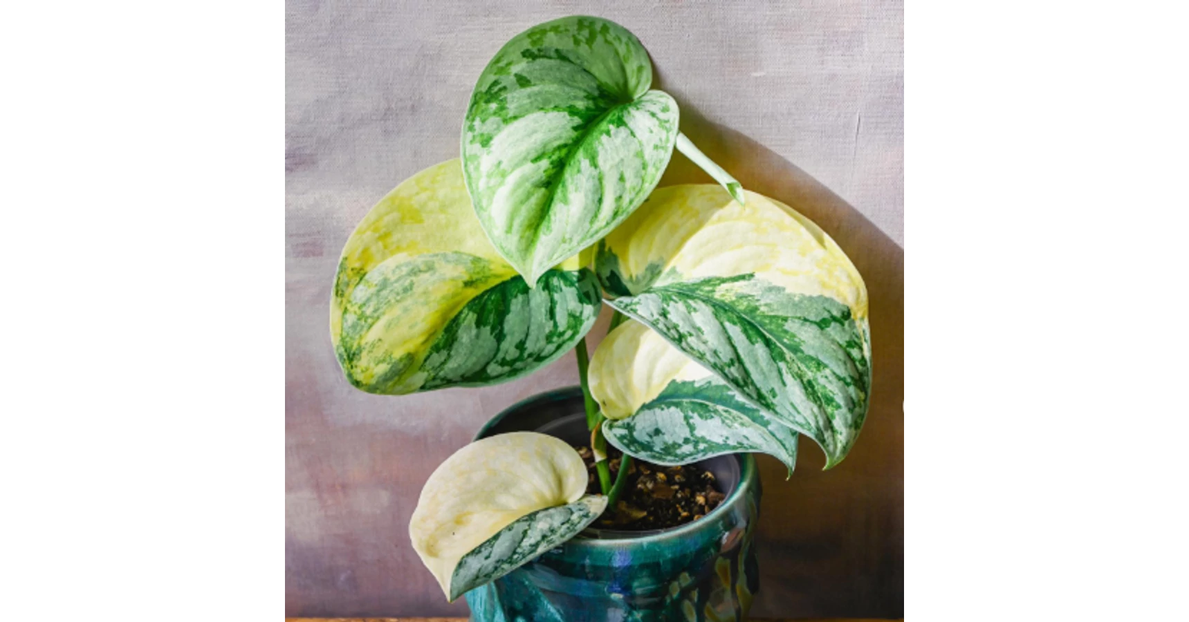 Scindapsus exotica yellow, (Indonézia) - Best Plants and Decor webáruház