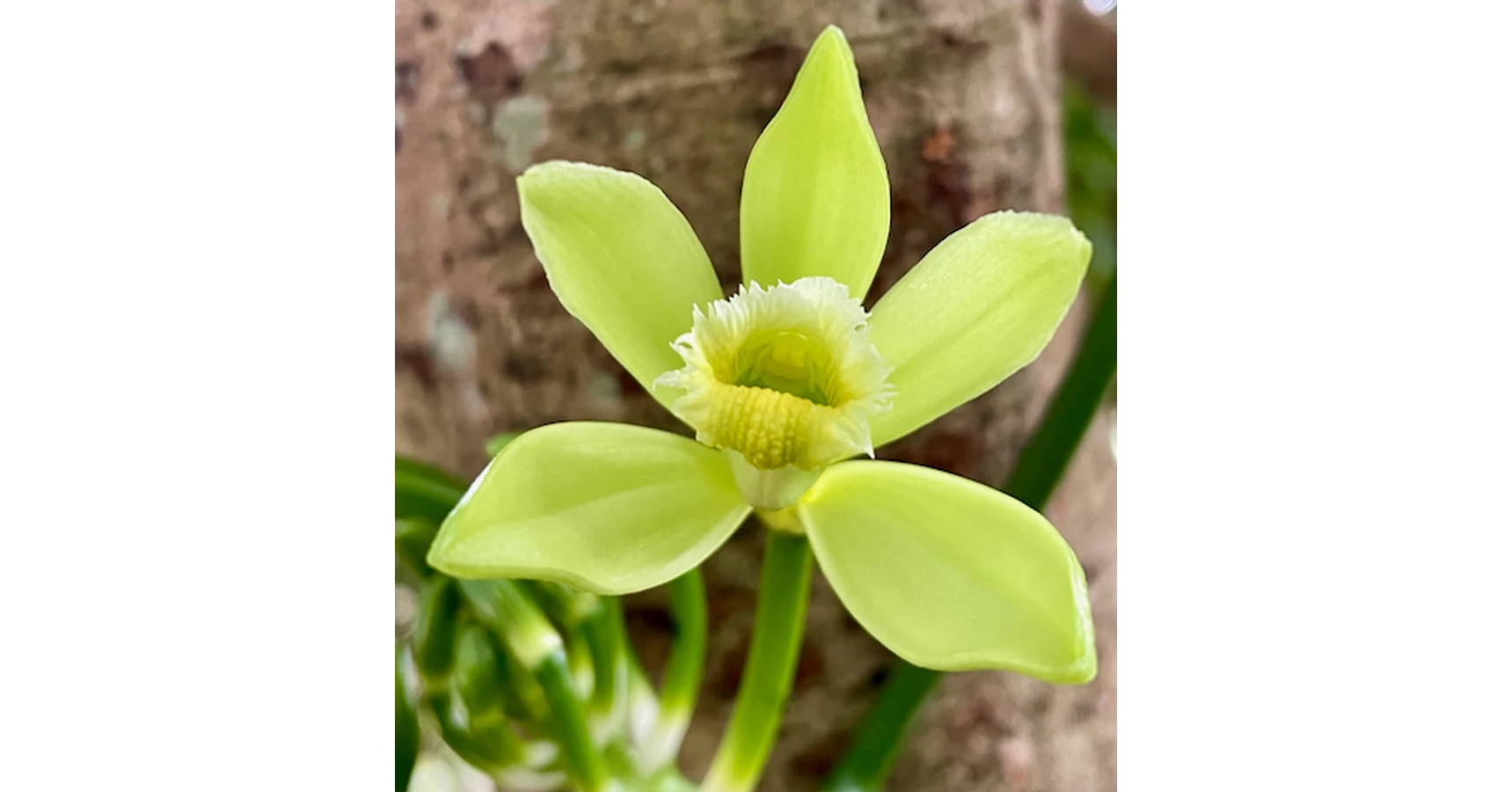 Vanilla Planifolia / Vanília orchidea - Best Plants and Decor webáruház