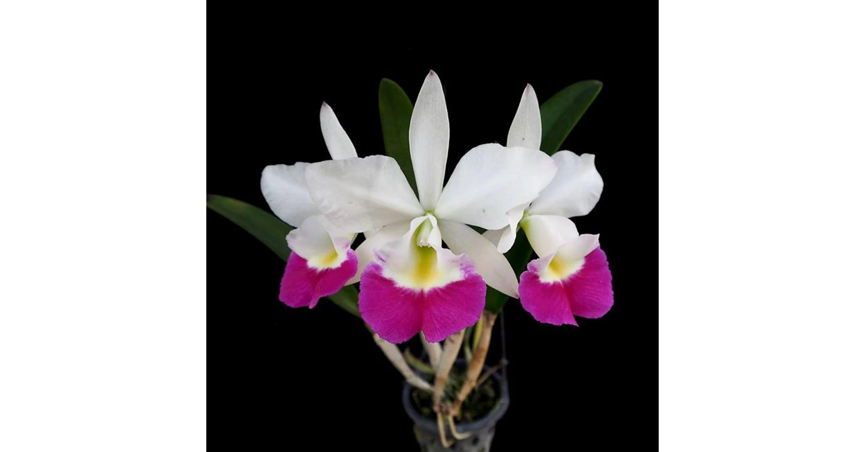 Blc. Hawaii Stars 'Only One' LEVIRÁGZÓ - Best Plants and Decor webáruház