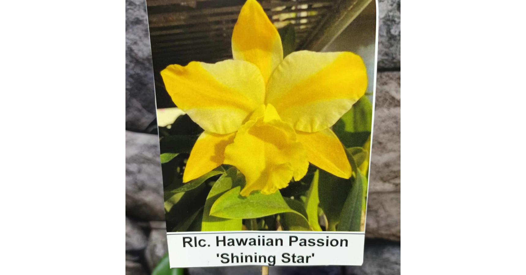 Rlc. Hawaiian Passion 'Shining Star' - Best Plants and Decor áruház