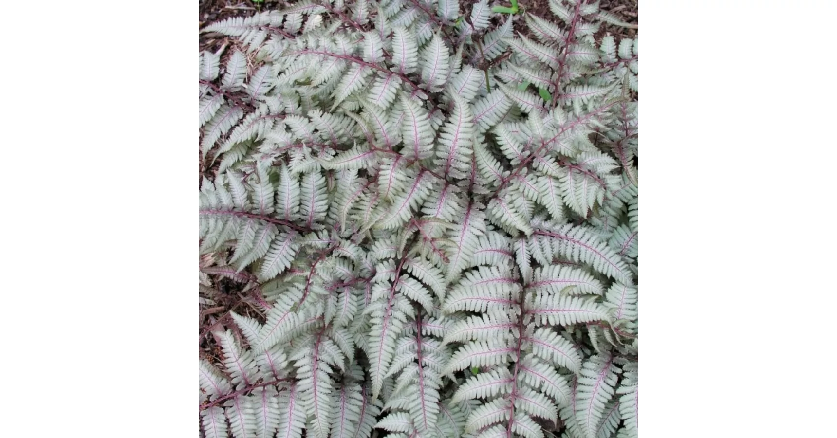 Athyrium niponicum var. pictum ‘Silver Falls’ – japán hölgypáfrány ...
