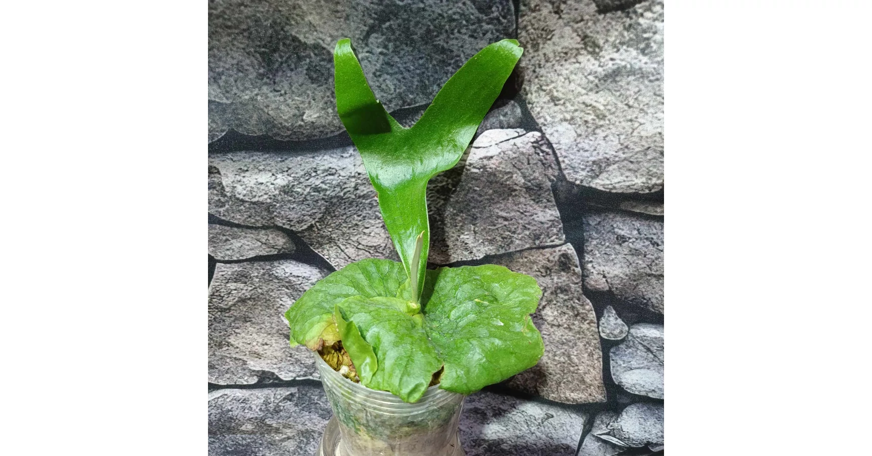 Platycerium Horn's Surprise (madagascariens x aicicone-Africa) 'DARWIN ...