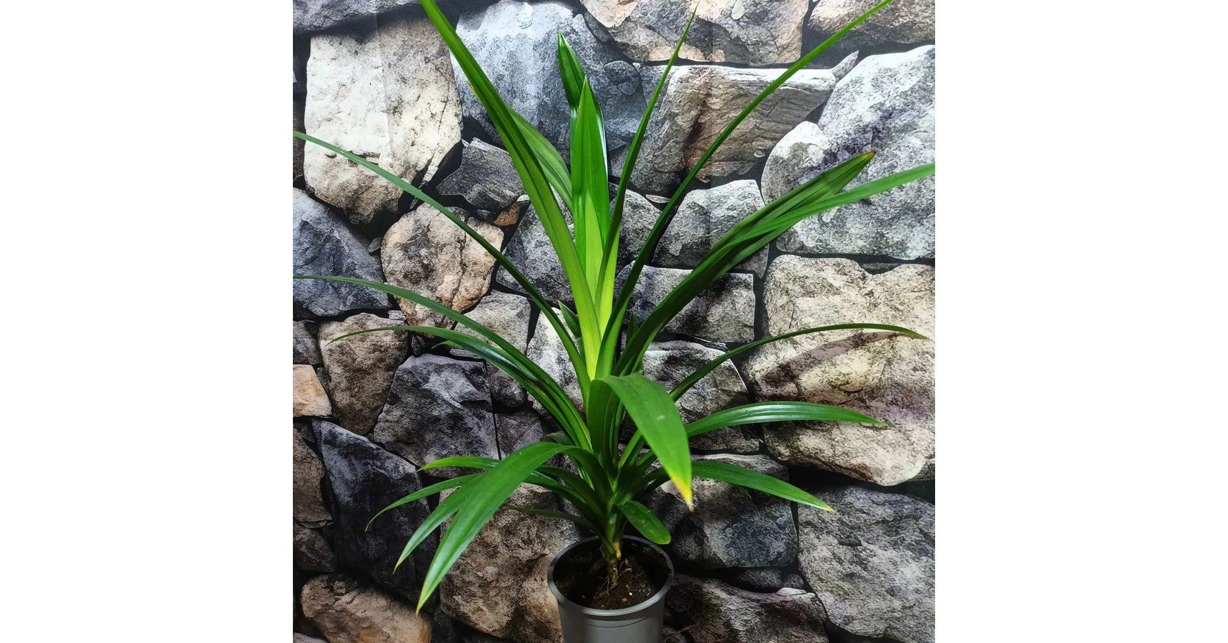 Pandanus veitchii, csavarpálma - Best Plants and Decor webáruház