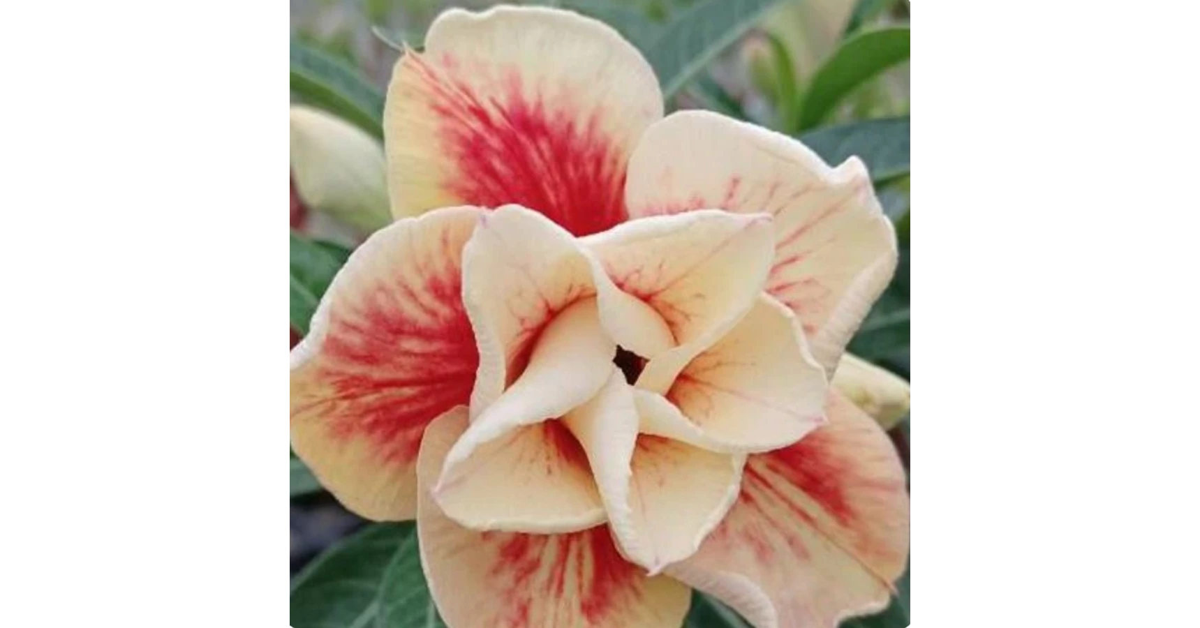 Adenium obesum 'Nami' - Best Plants and Decor webáruház