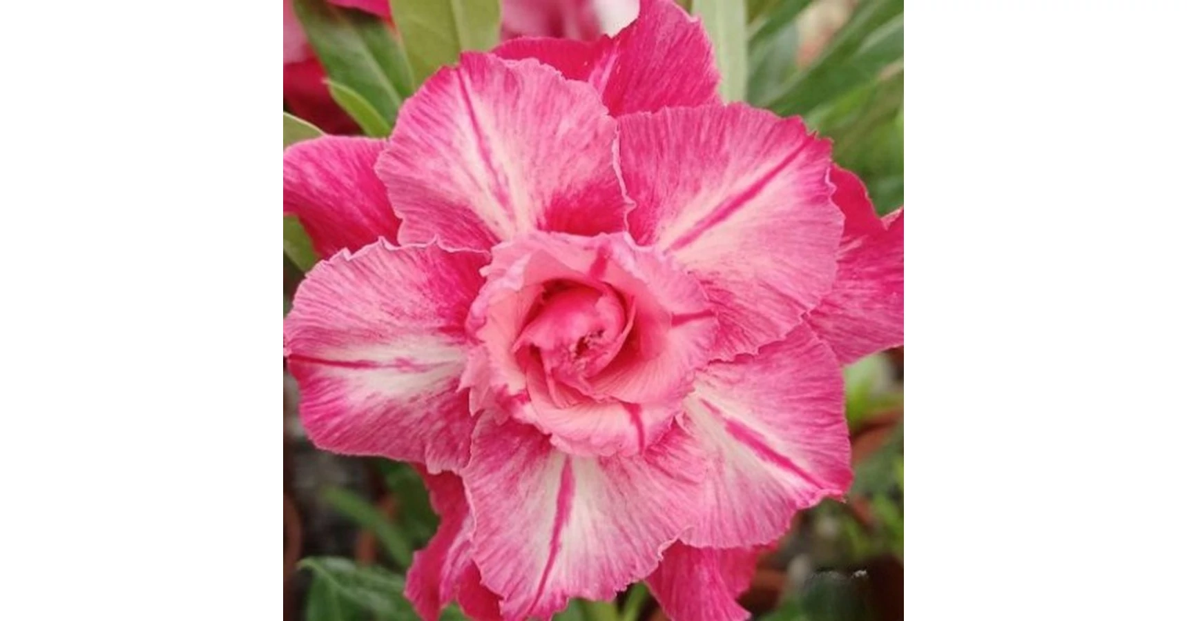 Adenium obesum 'Rose Queen' - Best Plants and Decor webáruház