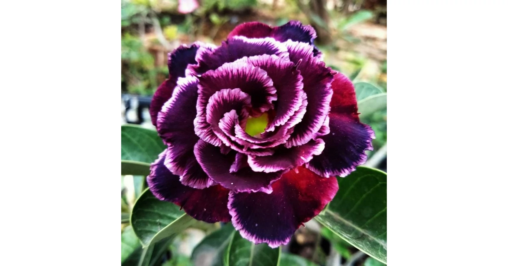 Adenium obesum 'Blue Phoenix' - Best Plants and Decor webáruház