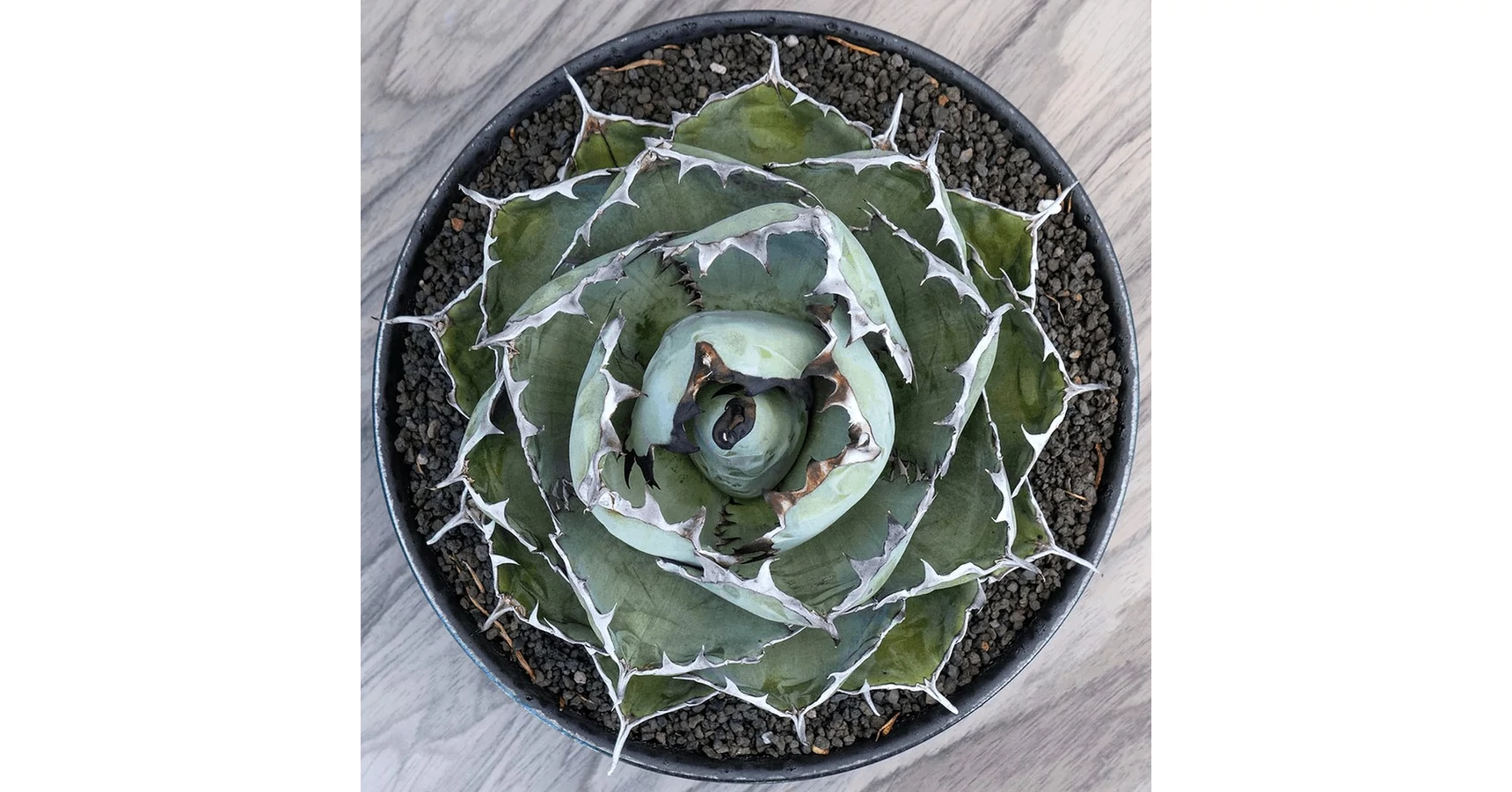 Agave titanota 'Blue Ball' - Best Plants and Decor webáruház