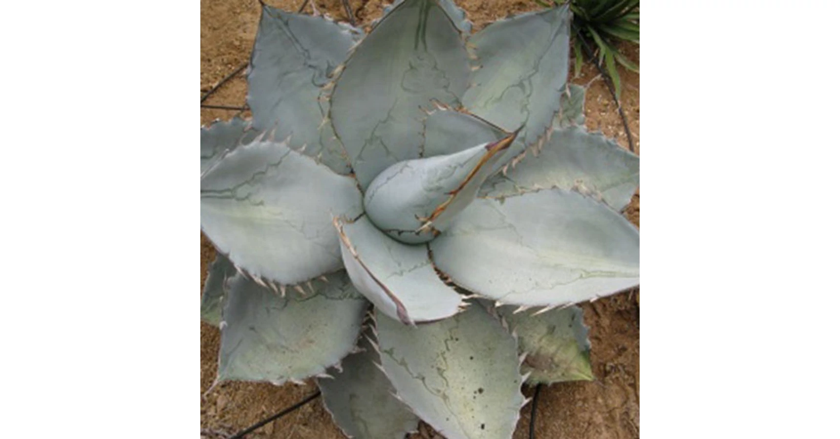 Agave titanota 'White Ice' - Best Plants and Decor webáruház