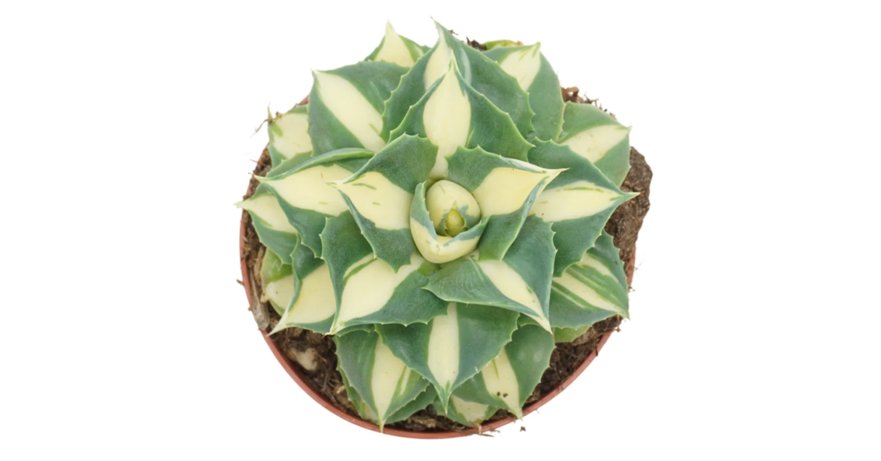 Agave potatorum 'Gold' - Best Plants and Decor webáruház