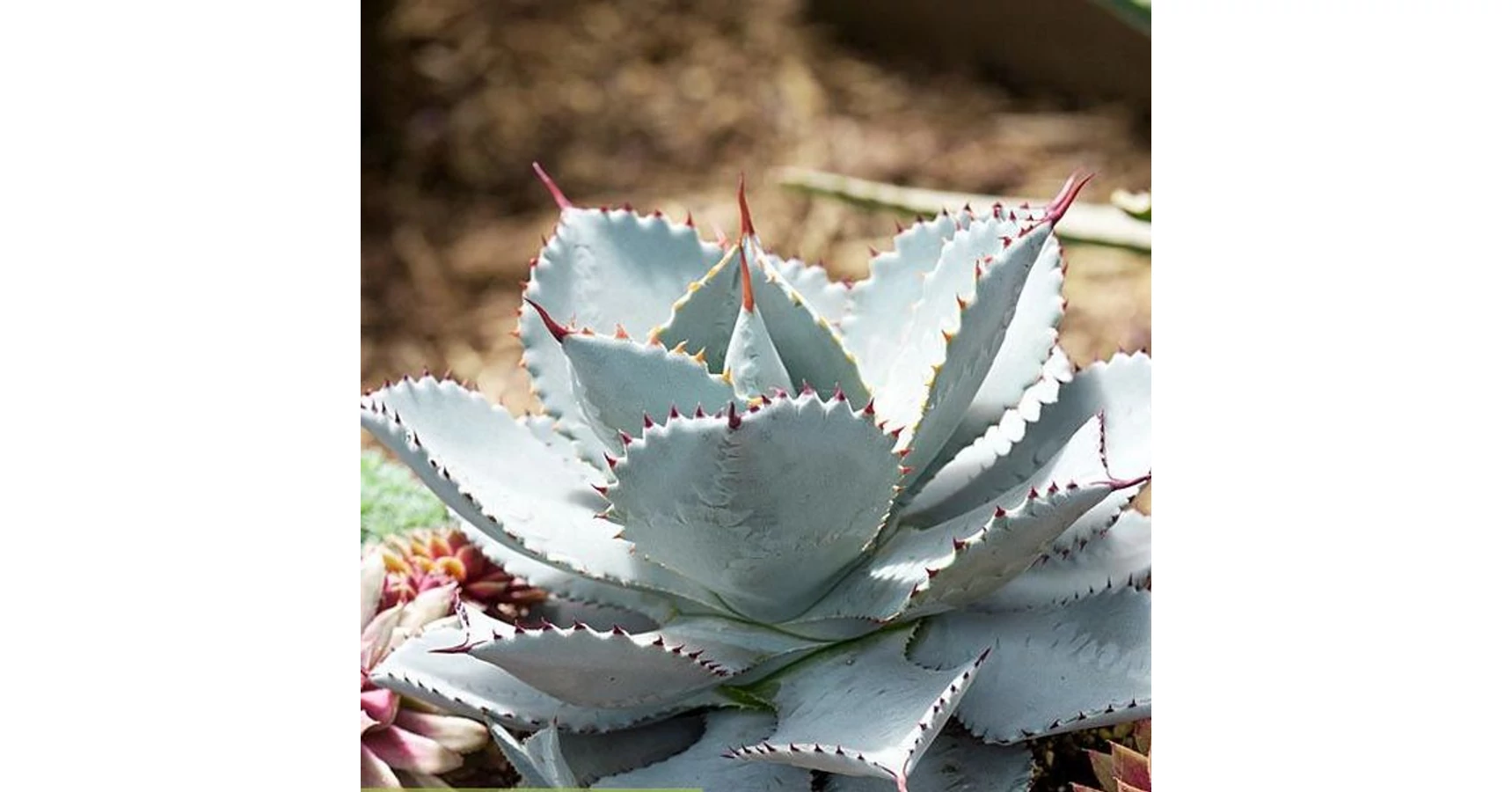 Agave 'Dragon Toes' - Best Plants and Decor webáruház