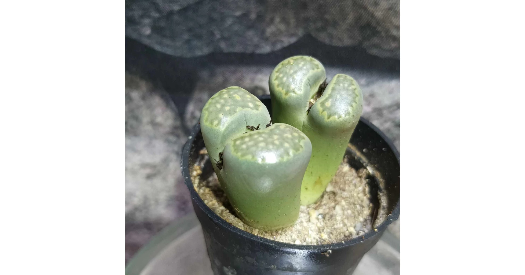 Lithops, kavics kaktusz - Best Plants and Decor webáruház